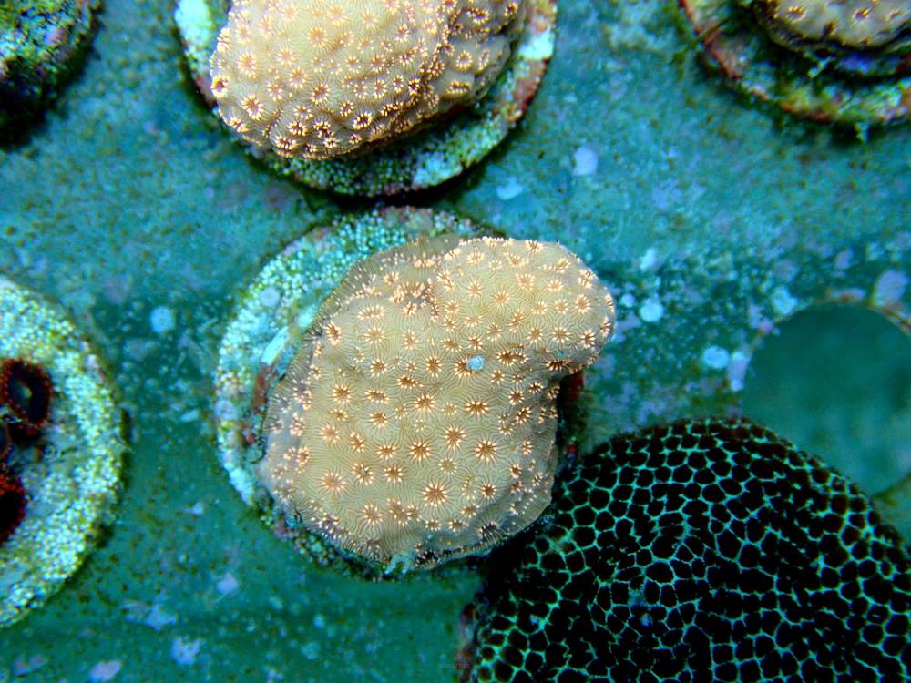 PAVONA MALDIVENSIS ORANGE (12.06.2021)