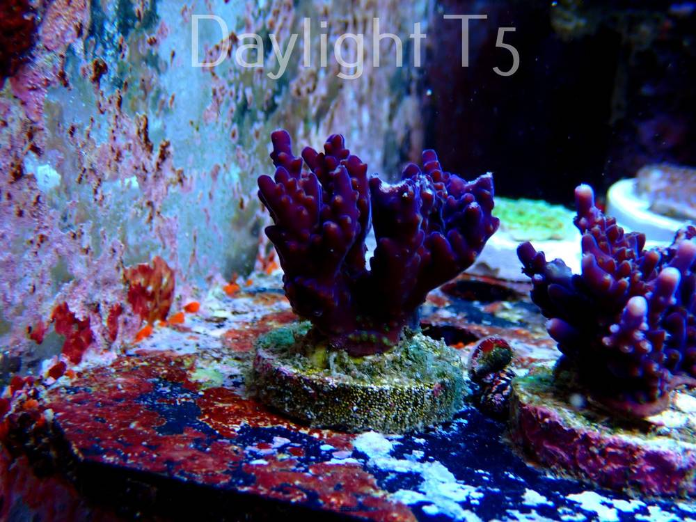 Acropora nana DEEP PURPLE AUSTRALIA (12.03.2022) MM1-II-1 4cm