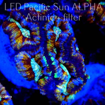 Australophyllia (Symphyllia) Wilsoni RAINBOW BLUE (17.01.2024) 6cm